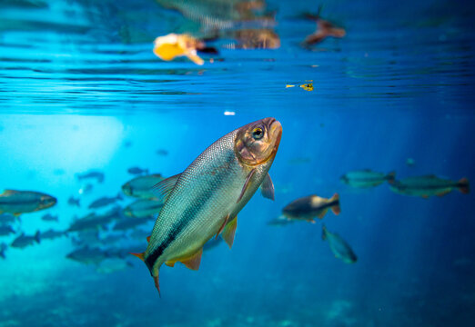 Pollyfish Bilder – Durchsuchen 6,873 Archivfotos, Vektorgrafiken und ...