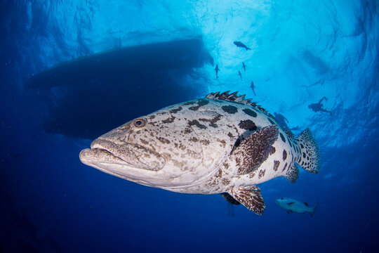 Jemma Craig photos, images, assets | Adobe Stock