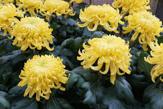 "Football Mum" Images – Browse 7 Stock Photos, Vectors, and Video ...