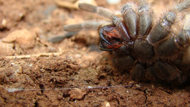 Bird Eating Spider Fangs