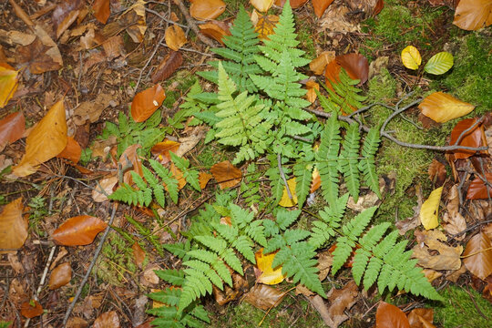 Tracheophytes Plants