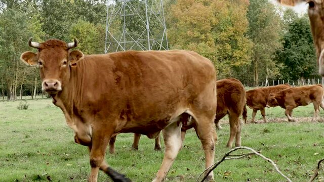 Bouvillon bilder – Bläddra bland 30 stockfoton, vektorer och videor ...