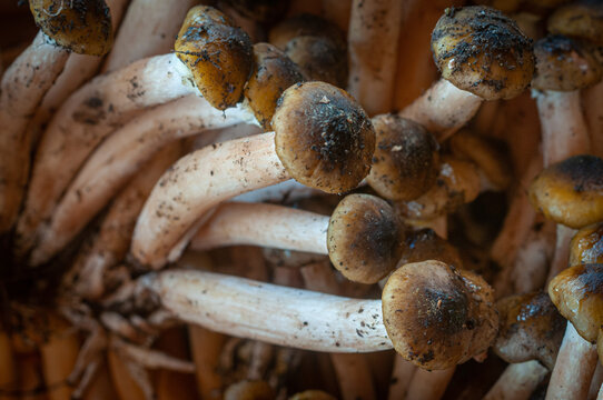 รูปภาพPioppini – เลือกดูภาพถ่ายสต็อก เวกเตอร์ และวิดีโอ503 | Adobe Stock