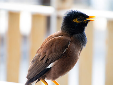 Mynah Bilder – Durchsuchen 13,719 Archivfotos, Vektorgrafiken und ...