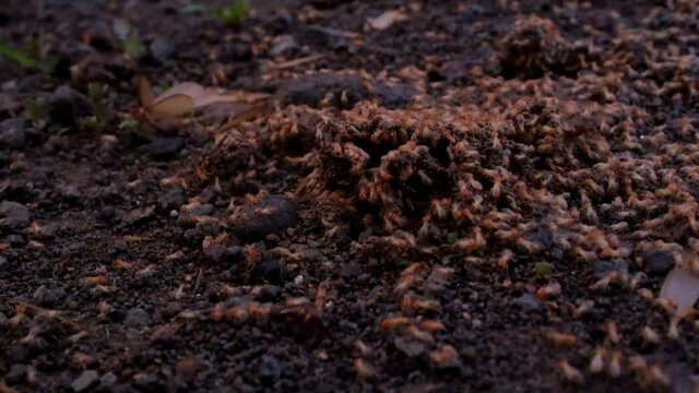 Isoptera Images – Browse 1,319 Stock Photos, Vectors, and Video | Adobe ...