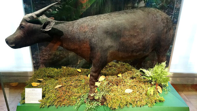 รูปภาพTamaraw – เลือกดูภาพถ่ายสต็อก เวกเตอร์ และวิดีโอ157 | Adobe Stock