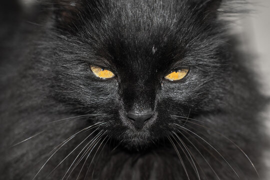 Blacken Bilder – Durchsuchen 18,838 Archivfotos, Vektorgrafiken und ...