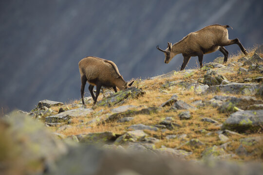 Imagens de Caprids – Explore Fotografias do Stock, Vetores e Vídeos de ...
