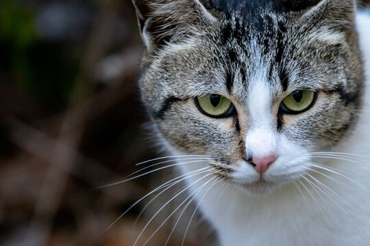 รูปภาพChariness – เลือกดูภาพถ่ายสต็อก เวกเตอร์ และวิดีโอ1,863 | Adobe Stock