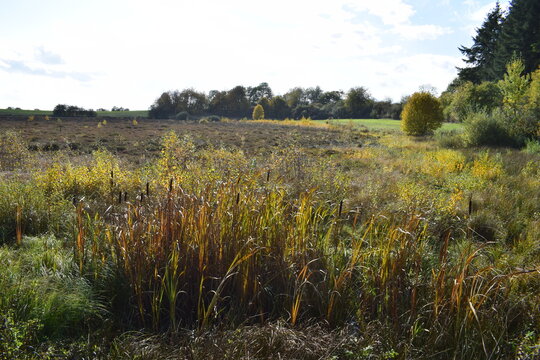 Sumpfig Bilder – Durchsuchen 1,054 Archivfotos, Vektorgrafiken und ...
