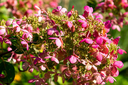 Planze Bilder – Durchsuchen 1,577 Archivfotos, Vektorgrafiken und ...