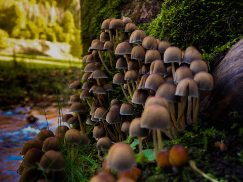 รูปภาพGiftpilz – เลือกดูภาพถ่ายสต็อก เวกเตอร์ และวิดีโอ14,265 | Adobe Stock