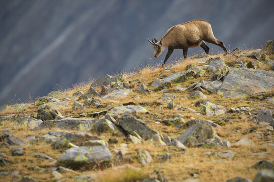 Imagens de Caprids – Explore Fotografias do Stock, Vetores e Vídeos de ...