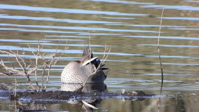 Krickente Images – Browse 258 Stock Photos, Vectors, and Video | Adobe Stock
