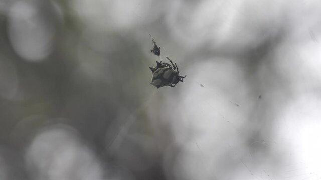 Arachnomorpha 影像 – 瀏覽 62 個素材庫相片、向量圖和影片 | Adobe Stock