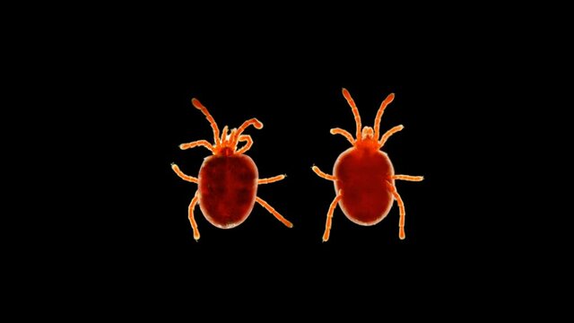 รูปภาพSaprophyte – เลือกดูภาพถ่ายสต็อก เวกเตอร์ และวิดีโอ3,292 | Adobe ...