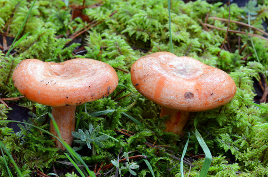 Imágenes de Rovellons: descubre bancos de fotos, ilustraciones ...