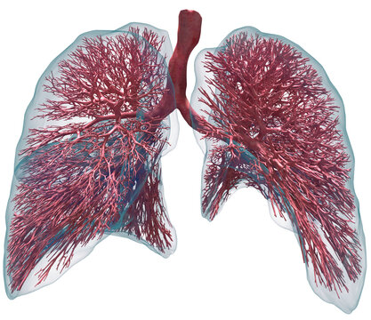 Real Human Respiratory System