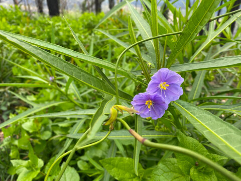 รูปภาพPoroporo – เลือกดูภาพถ่ายสต็อก เวกเตอร์ และวิดีโอ126 | Adobe Stock