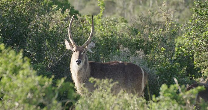 Waterbuck Video Footage – Browse 768 HD Stock Video and Footage | Adobe ...