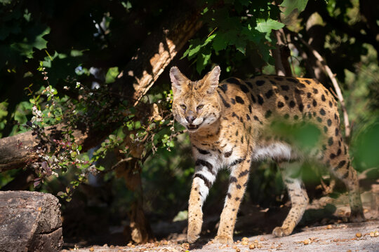 รูปภาพTierboskat – เลือกดูภาพถ่ายสต็อก เวกเตอร์ และวิดีโอ167 | Adobe Stock