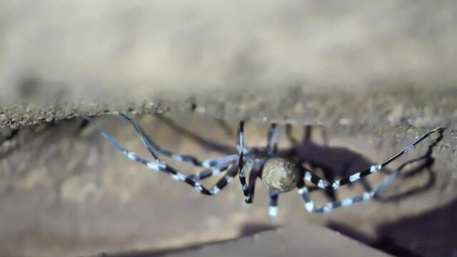 "Cave Spider" Images – Browse 118 Stock Photos, Vectors, and Video ...