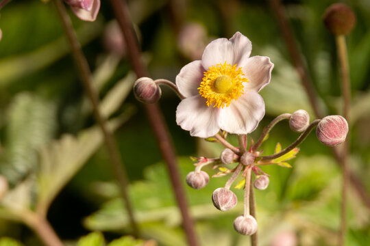 Annemone Images – Parcourir 468 le catalogue de photos, vecteurs et ...