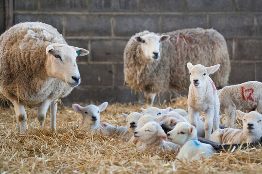 Lambing Images – Browse 509,773 Stock Photos, Vectors, and Video ...