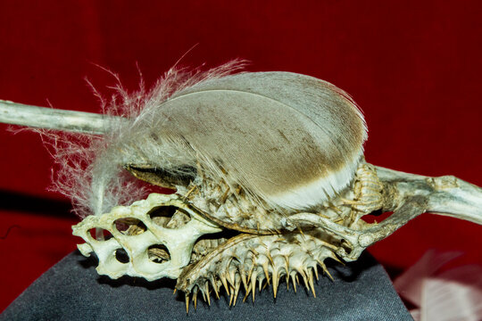 Dollen Bilder – Durchsuchen 3,331 Archivfotos, Vektorgrafiken und ...