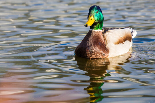 รูปภาพGreenhead – เลือกดูภาพถ่ายสต็อก เวกเตอร์ และวิดีโอ665 | Adobe Stock