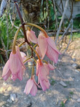 Papilionaceous bilder – Bläddra bland 75 stockfoton, vektorer och ...