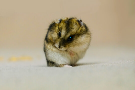 Hamsterbacken Bilder – Durchsuchen 1,649 Archivfotos, Vektorgrafiken ...