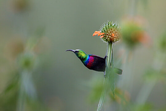 รูปภาพMarico – เลือกดูภาพถ่ายสต็อก เวกเตอร์ และวิดีโอ156 | Adobe Stock