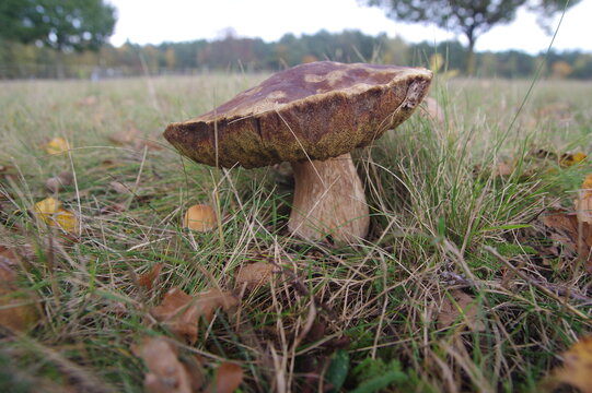 「Braunkappe」の写真素材 | 626件の無料イラスト画像 | Adobe Stock