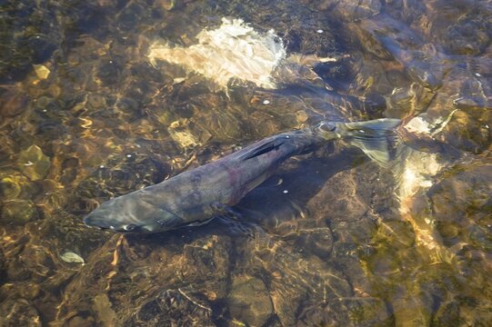 รูปภาพKeta – เลือกดูภาพถ่ายสต็อก เวกเตอร์ และวิดีโอ2,254 | Adobe Stock