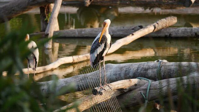 "Open-Billed Stork" Bilder – Durchsuchen 161 Archivfotos ...