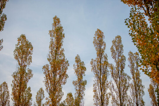 Pappeln bilder – Bläddra bland 825 stockfoton, vektorer och videor ...