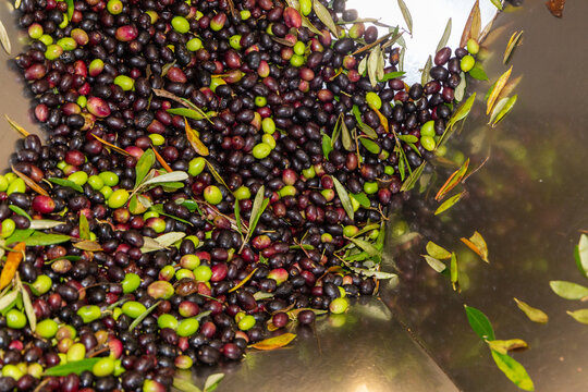 รูปภาพDeleafer – เลือกดูภาพถ่ายสต็อก เวกเตอร์ และวิดีโอ169 | Adobe Stock