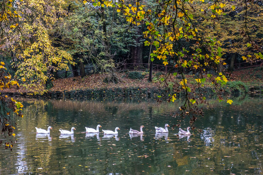 Mastgans Bilder – Durchsuchen 482 Archivfotos, Vektorgrafiken und ...