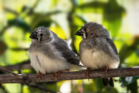 Granivore bilder – Bläddra bland 2,292 stockfoton, vektorer och videor ...