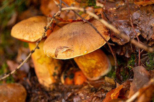 Maronenpilz Bilder – Durchsuchen 3,794 Archivfotos, Vektorgrafiken und ...