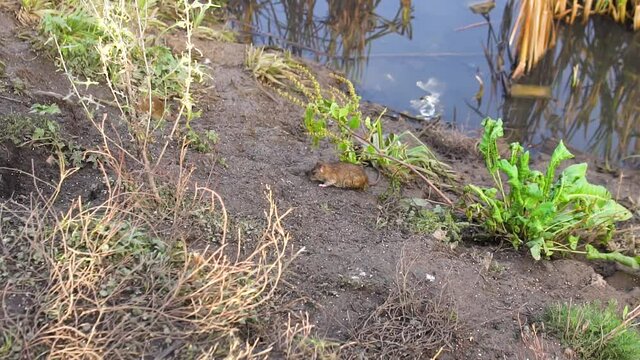 "Field Mice" Images – Browse 195 Stock Photos, Vectors, and Video ...