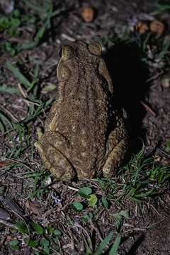 "Sapo Bilder – Durchsuchen 2,462 Archivfotos, Vektorgrafiken und Videos ...