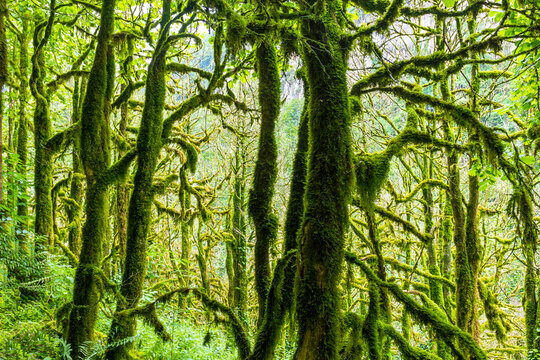 Microclimate Images – Browse 4,495 Stock Photos, Vectors, and Video ...