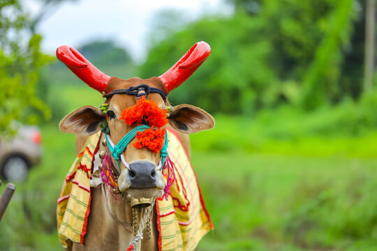 Polaa Bilder – Durchsuchen 118 Archivfotos, Vektorgrafiken und Videos ...