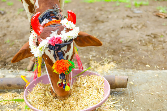 Polaa Bilder – Durchsuchen 118 Archivfotos, Vektorgrafiken und Videos ...