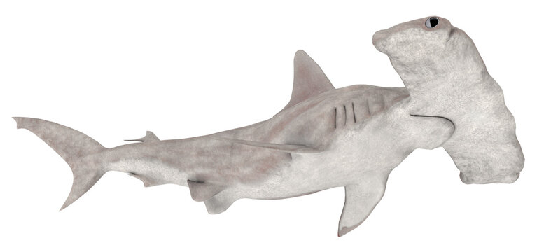 Haifischflosse bilder – Bläddra bland 131 stockfoton, vektorer och ...