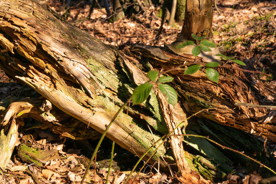 Stronk Images – Browse 28 Stock Photos, Vectors, and Video | Adobe Stock