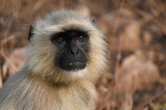 Gibon : photos, illustrations, vecteurs et vidéos libres de droits ...