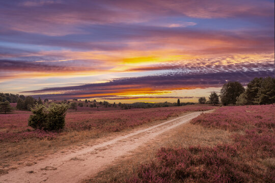 รูปภาพ"Heide – เลือกดูภาพถ่ายสต็อก เวกเตอร์ และวิดีโอ45,025 | Adobe Stock
